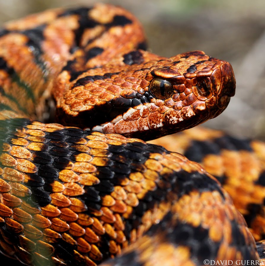 genusvipera: Vipera aspis