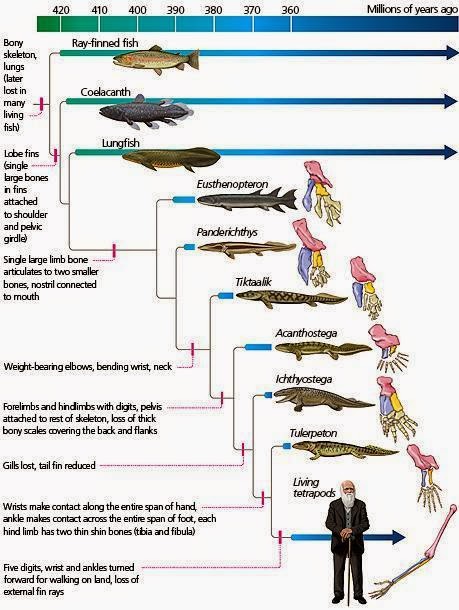 The Science Sage: How and Why did Fish Start Walking? A Short ...
