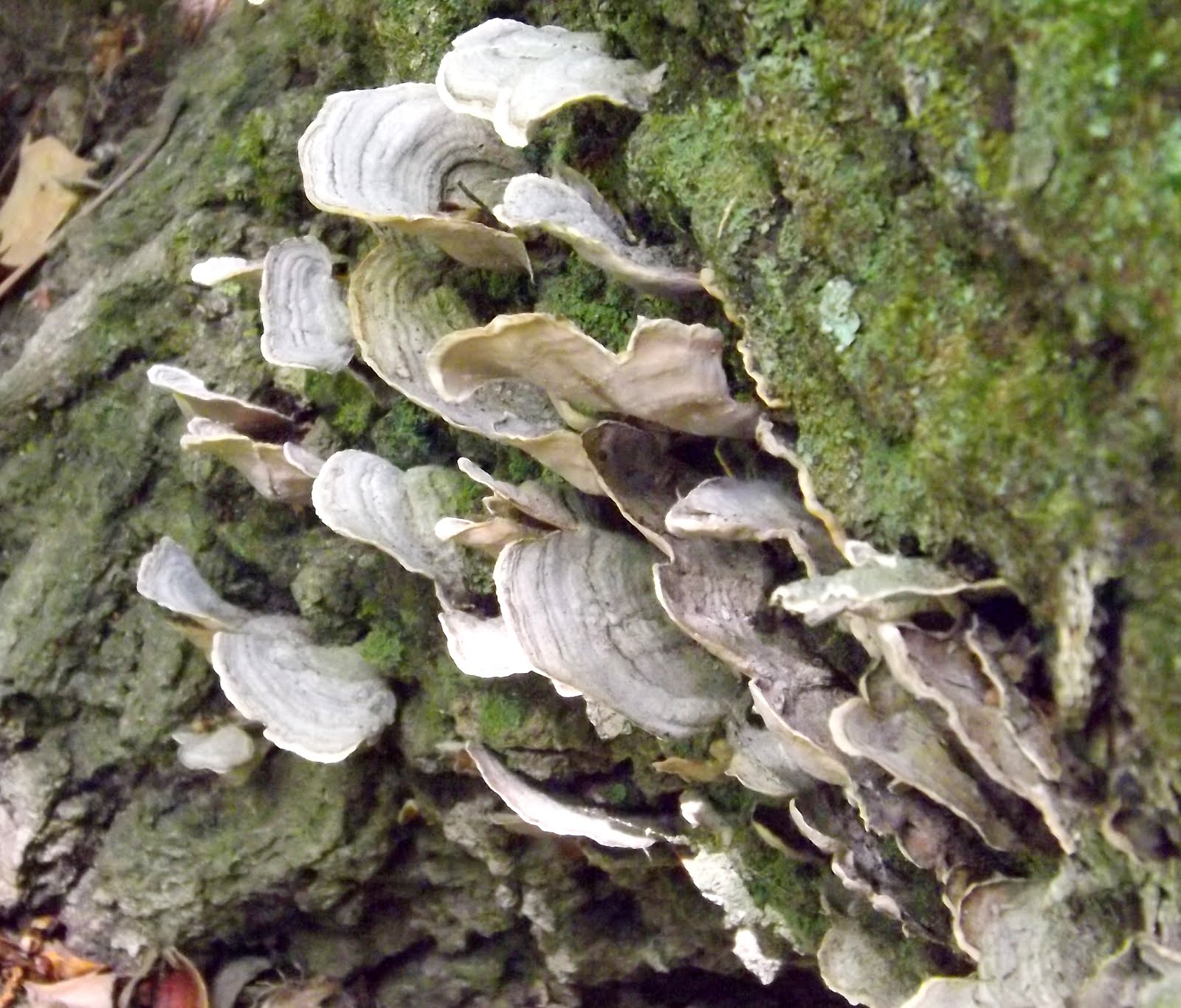 Unearthing My Creative Identity: Foxfire Woods, Allen County