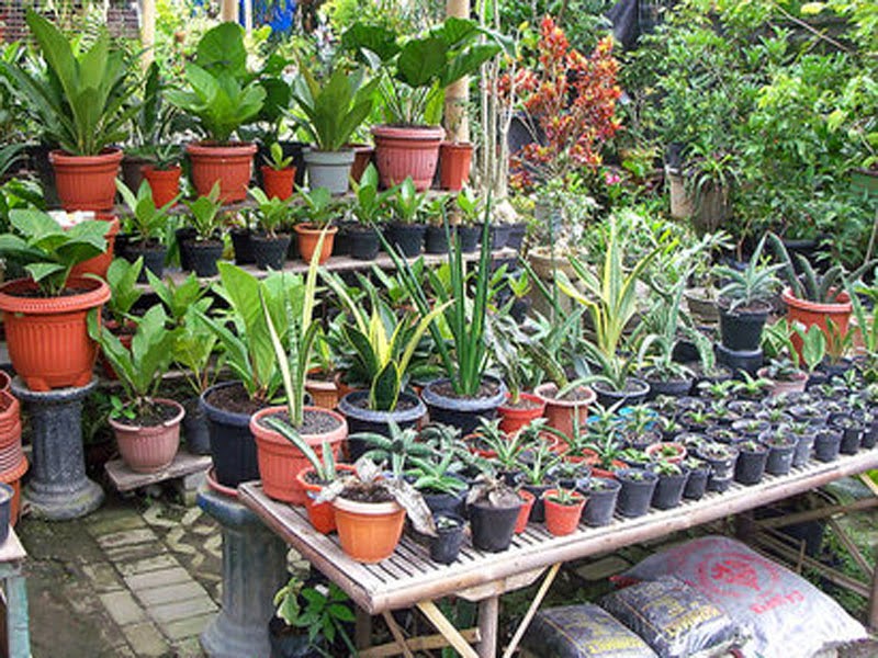 25+ Tanaman Hias Tegak