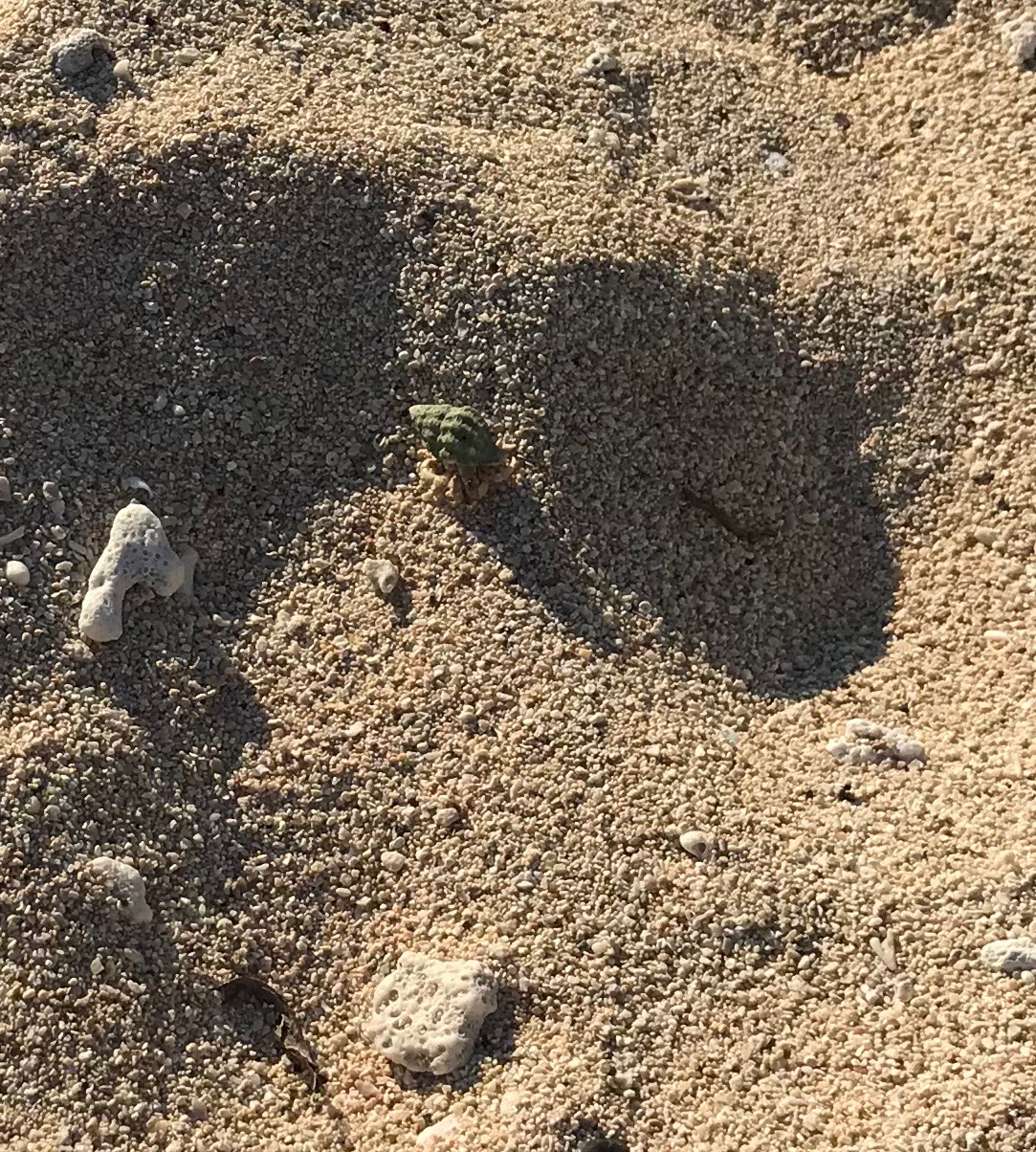 Palmers in Tonga: Seashells