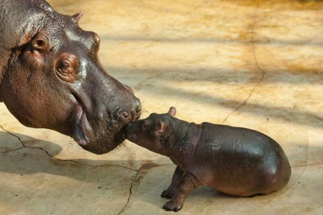 Funny Cool Pictures: Cute Baby Hippo