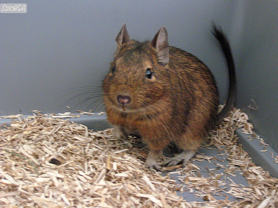 cobais del Rentonar: DEGÚS DE COLORES Y MARCAS ESPECIALES