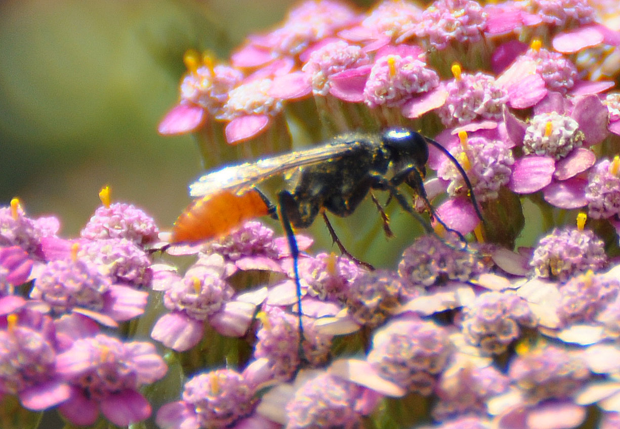 Mother Nature's Backyard - A Water-wise Garden: Thread-waisted Wasps ...