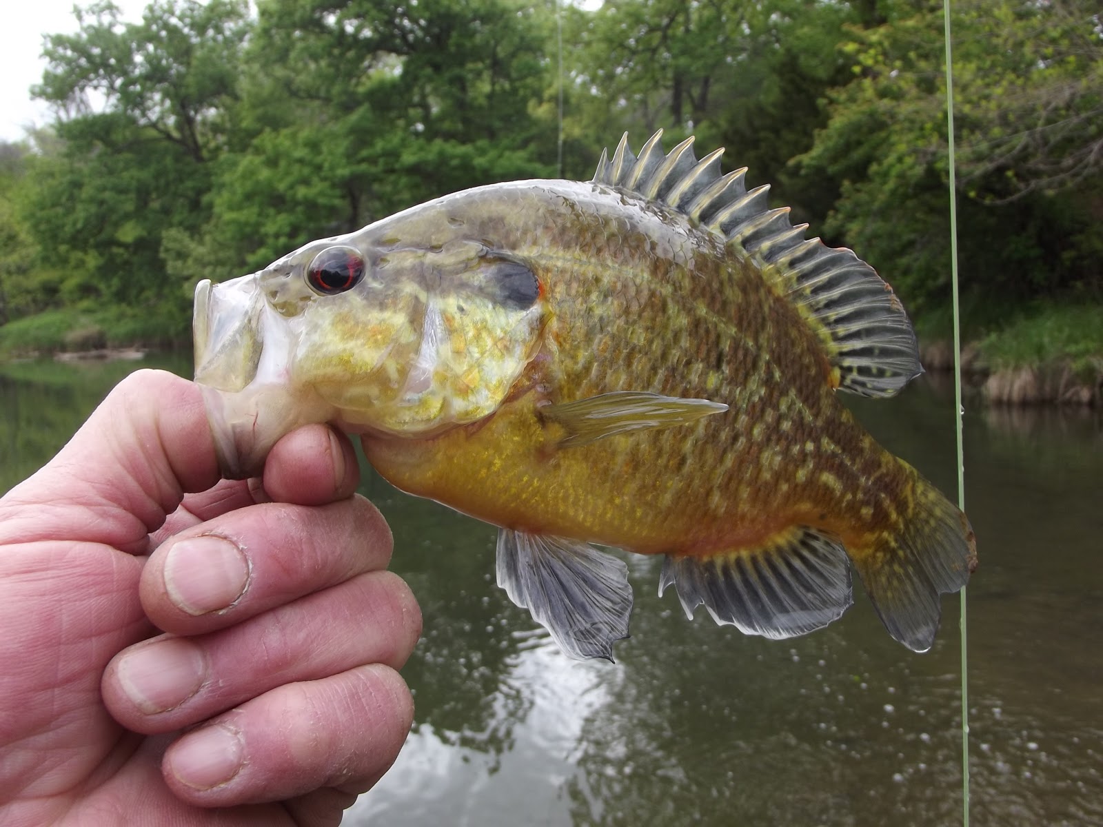 Drifting The Prairie Ocean Outdoor Journal: Perch Plucking With A Goose