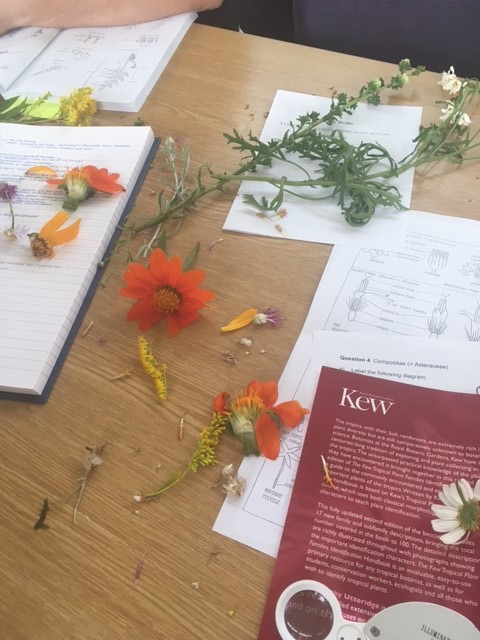 Kew Gardens taxonomy course: student review