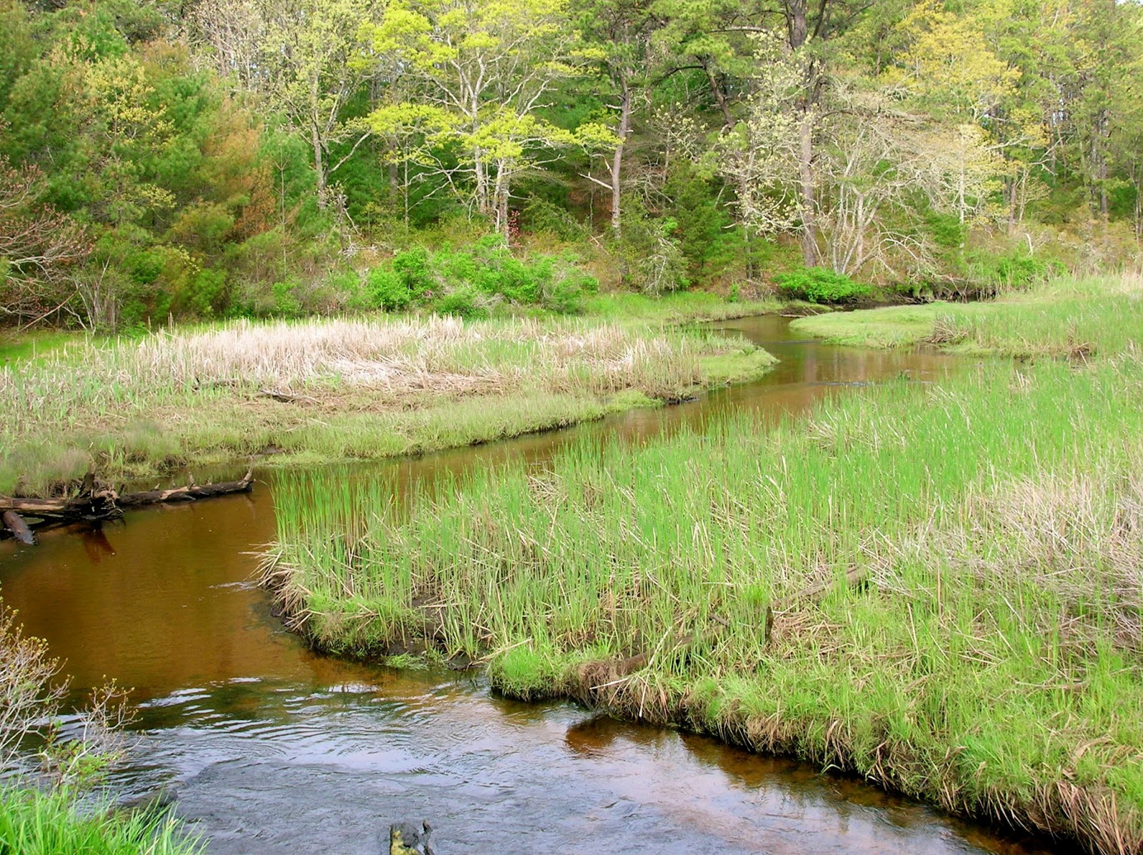 Small Stream Reflections: "Red Brook" Spring 2013