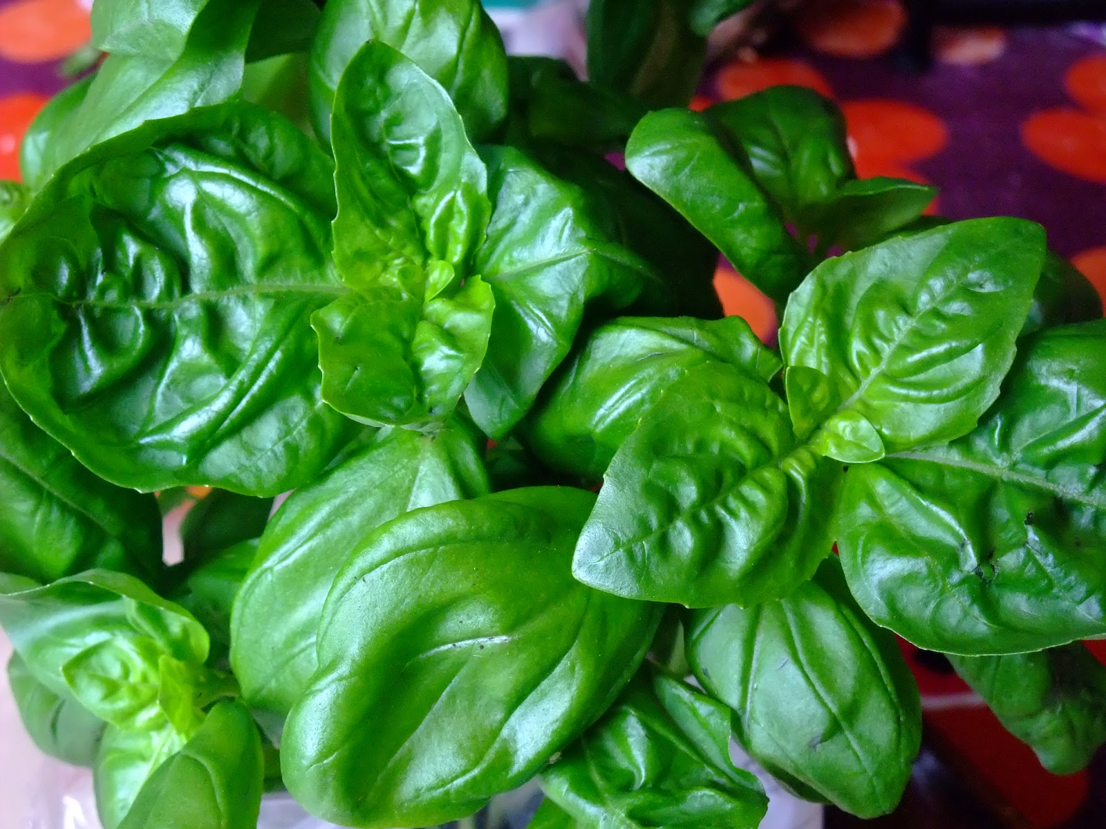 HERBAL PICNIC: BASIL