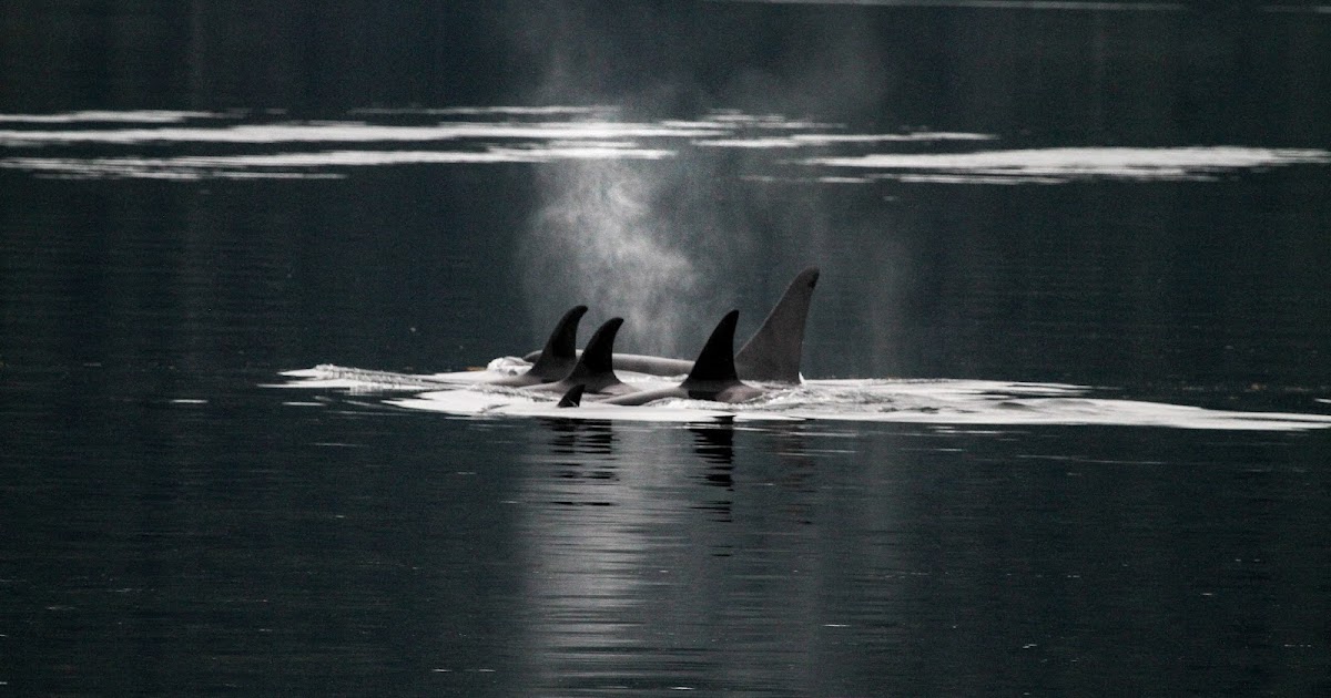 Orca Aware: Living with Orca: My summer as an OrcaLab volunteer