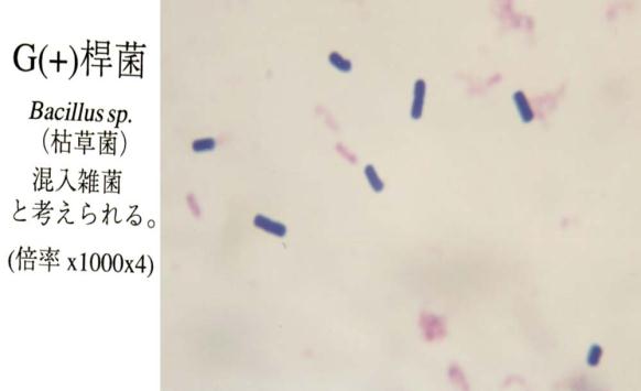 KLIMAKS: Bakteri GRAM + Batang