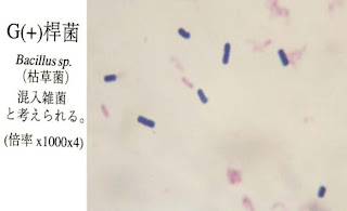 KLIMAKS: Bakteri GRAM + Batang