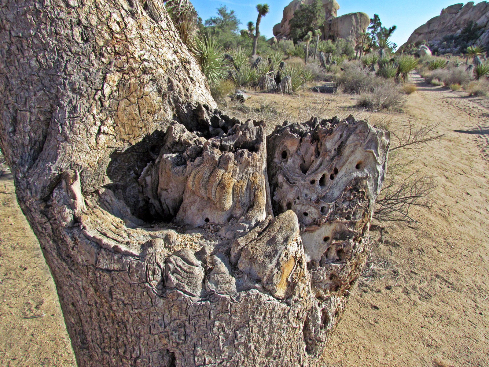 Patchwork Garden: Joshua Tree.....