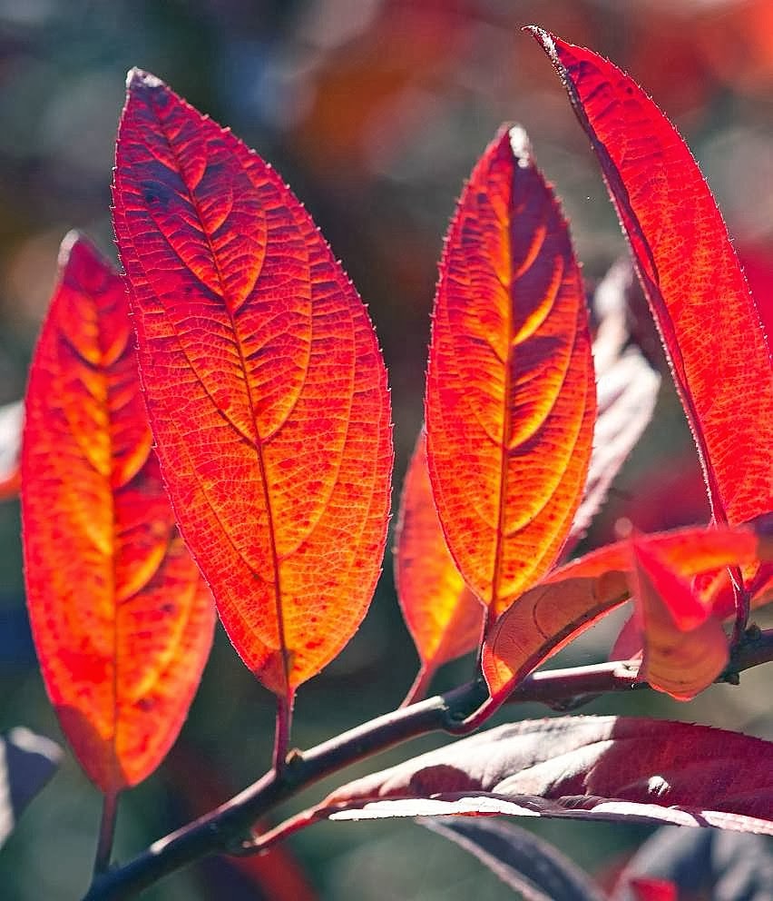 Photo Potpourri: Some autumn leaf colors belie tree names