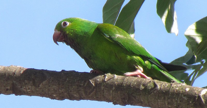 Deangelo Fotos: MARITACA ACORDANDO OS VIZINHOS