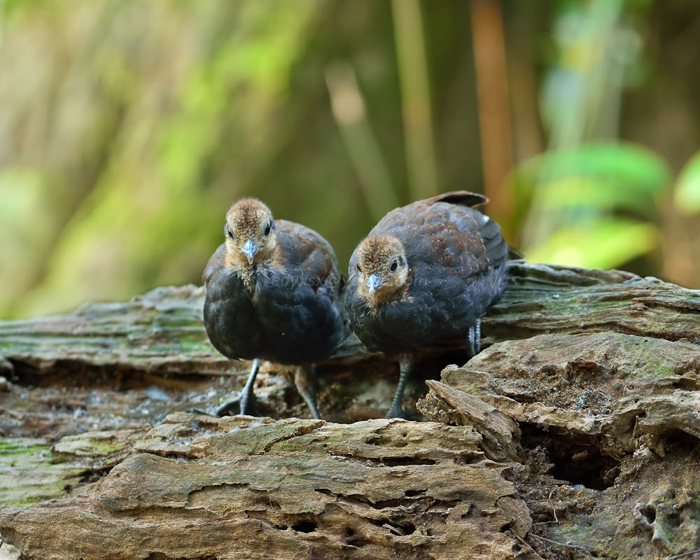 ksxbirds photography