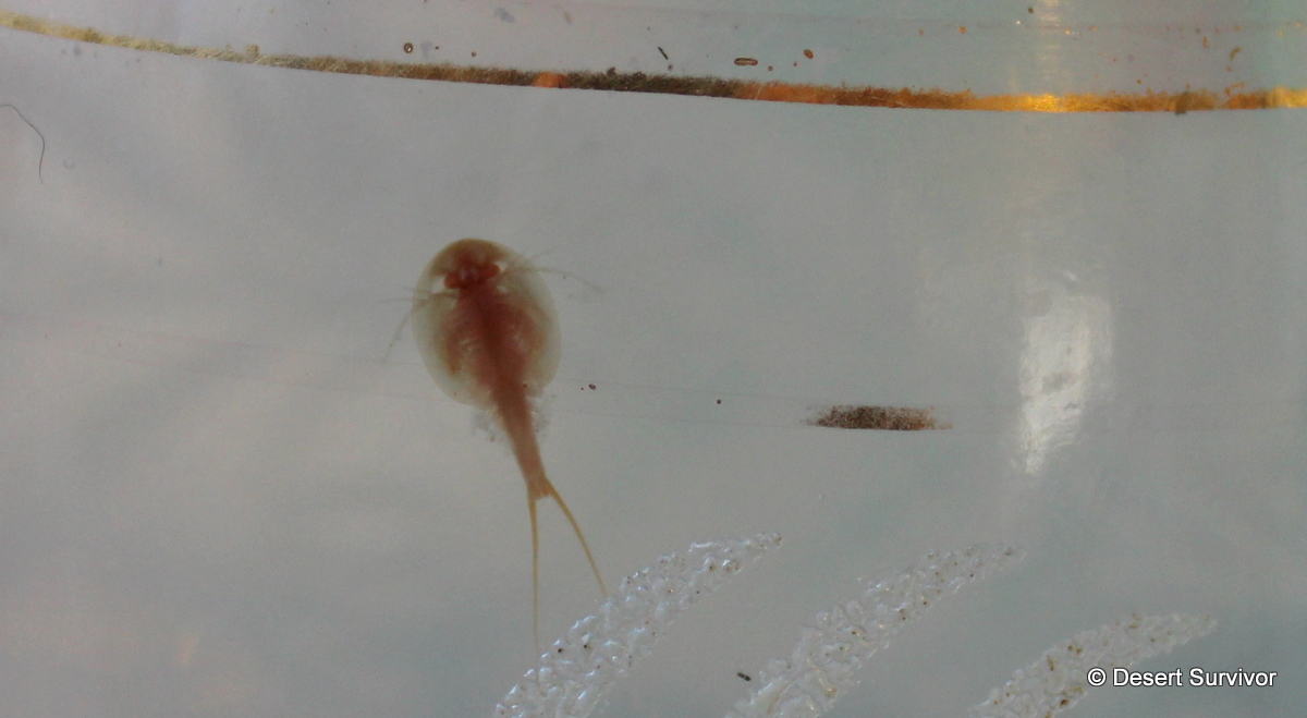 Desert Survivor: Fun with Triops