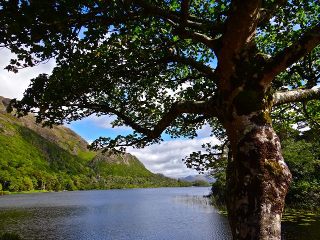 Tree Planted By The Rivers Of Water - Plant Ideas