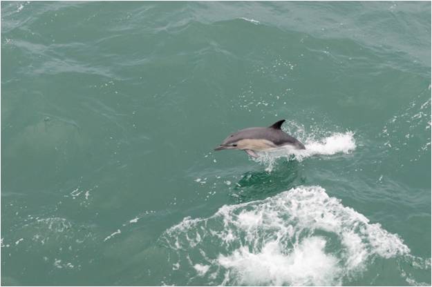 JNCC marine survey update: Suited and Booted