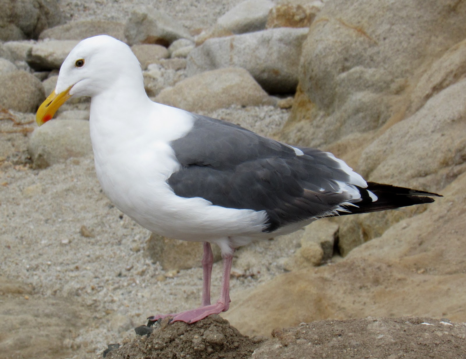 Gull ID Tips, Plus a Hybrid Gull (as if gull identification could ...