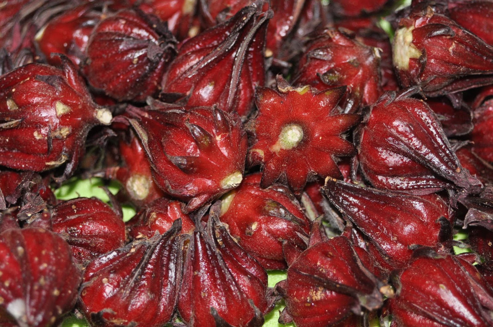 Tia Ignez dá dicas: Groselha Vinagreira ou Hibiscus, você conhece ...