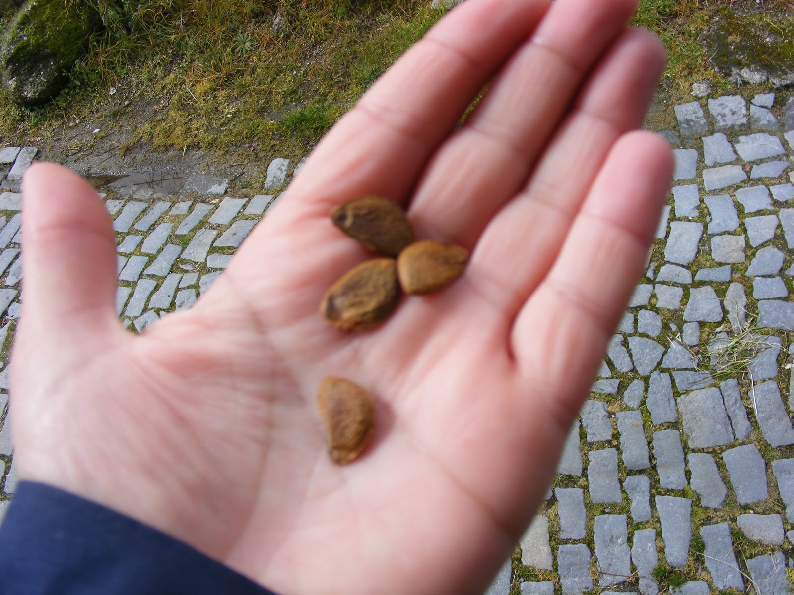 A Minha Pequena Horta: Diospiro, Diospireiro- Diospyros kaki