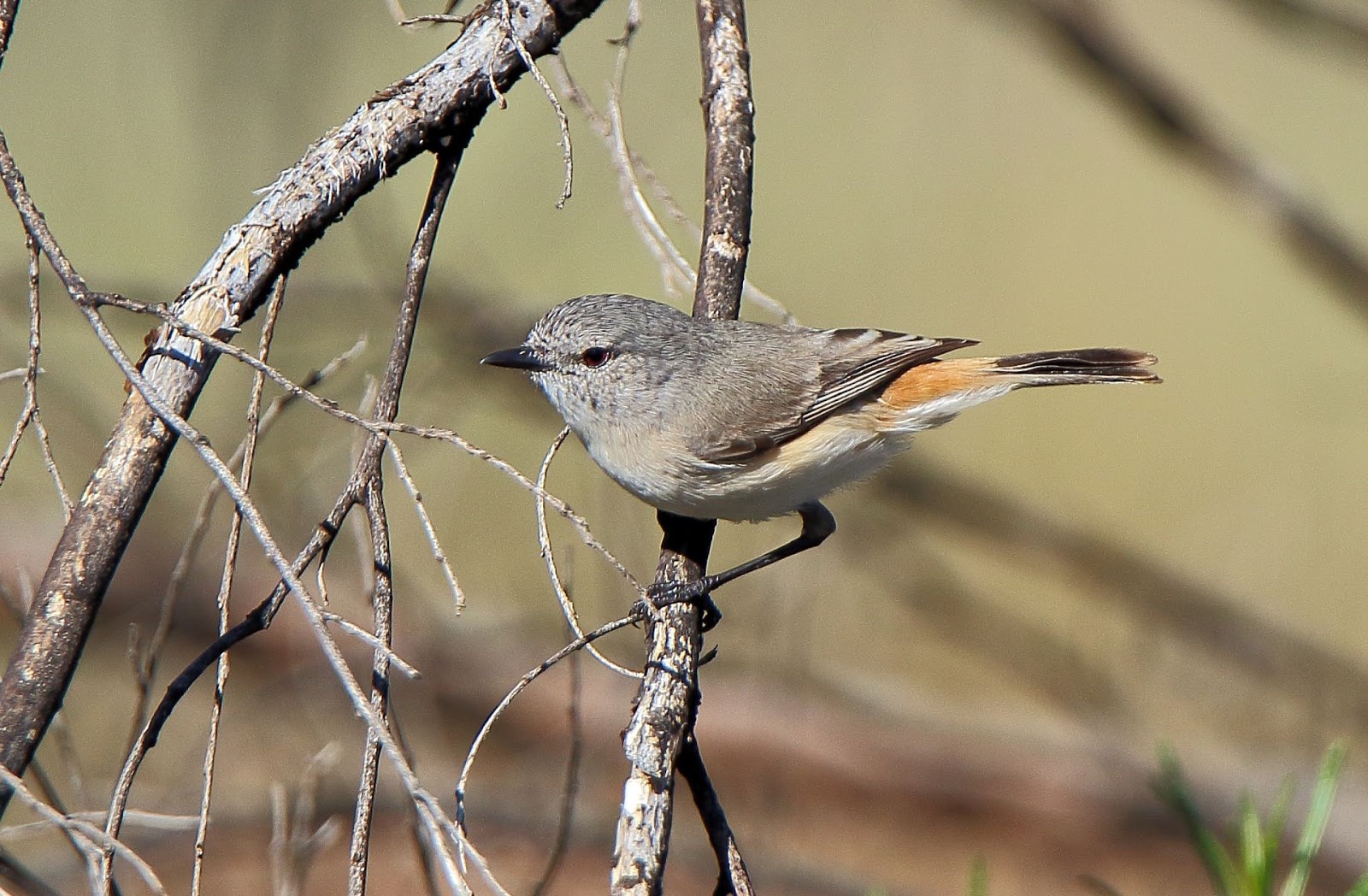 Richard Waring's Birds of Australia: Birds of Nyirripi