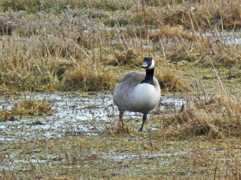 Wild and Wonderful: March 2012