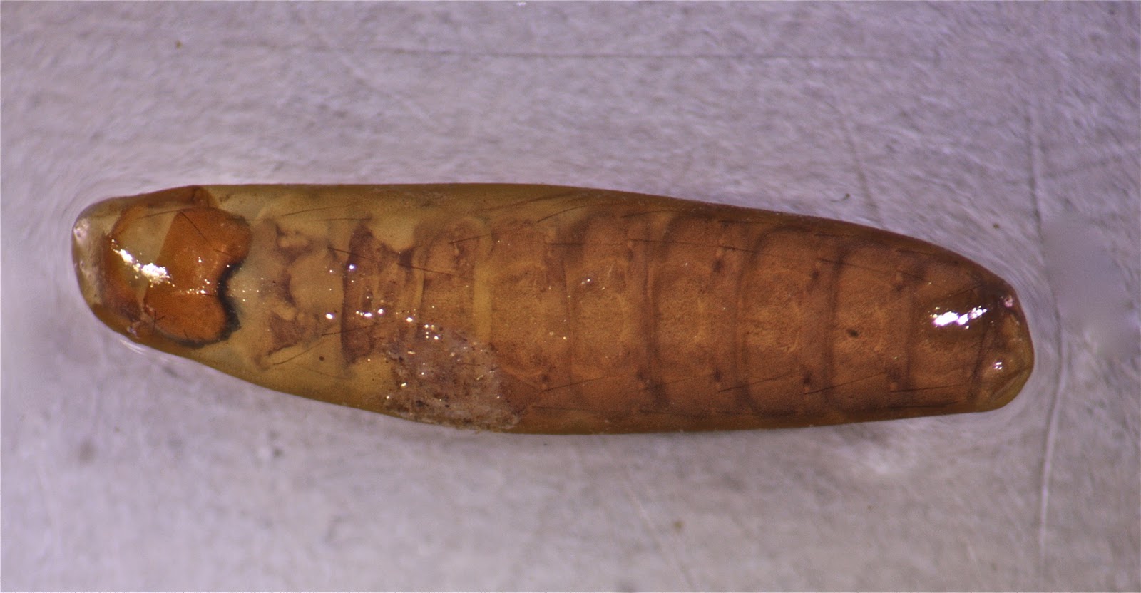 Aquatic Insects of Central Virginia: The Pupae of Diptera (true flies ...