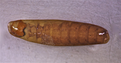 Aquatic Insects of Central Virginia: The Pupae of Diptera (true flies ...