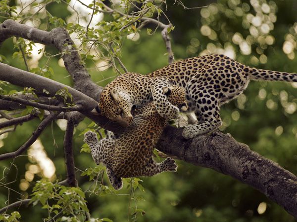 The Leopard and Cubs | Awesome Photographs | The Wildlife