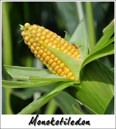 Pengelasan Tumbuhan Berbunga: Monokotiledon & Dikotiledon