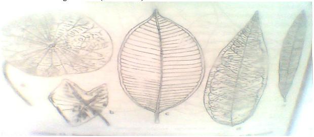 yanti.cute.blue.girl: praktikum 2 (morfologi tumbuhan)