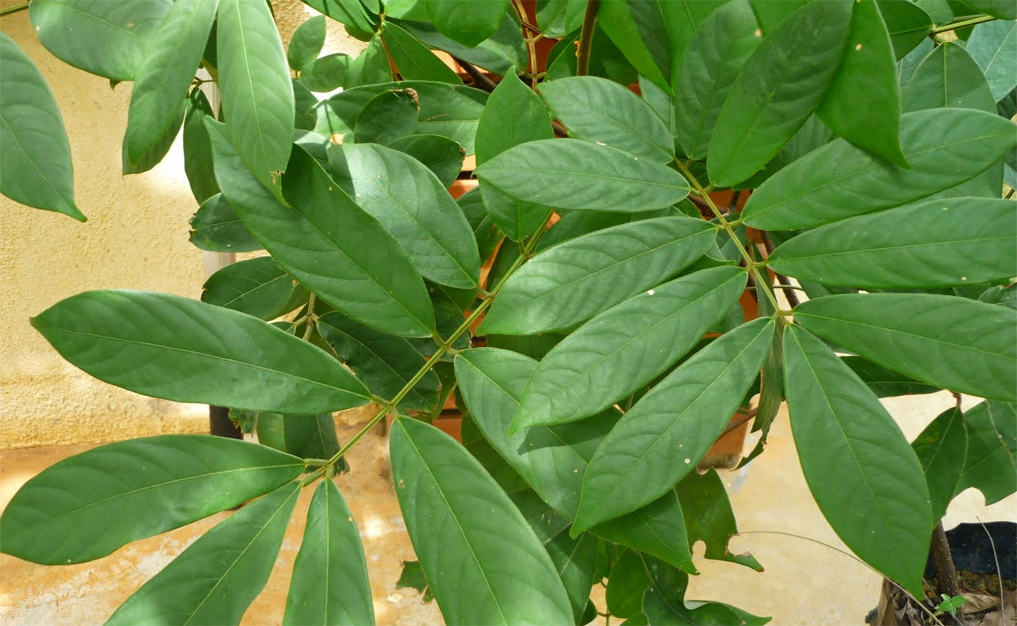 Kreasi Usaha: Manfaat Tanaman Tuba (Derris elliptica) sebagai Pestisida ...