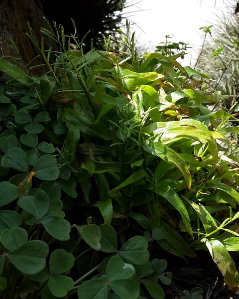 Loma Reque: MAICILLO