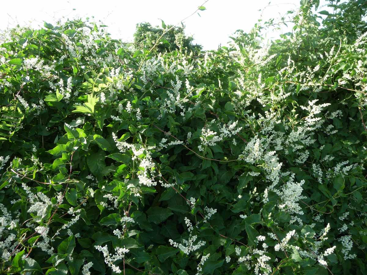 r o b i n 's y a r d: Fallopia baldschuanica (Polygonum baldschuanicum)