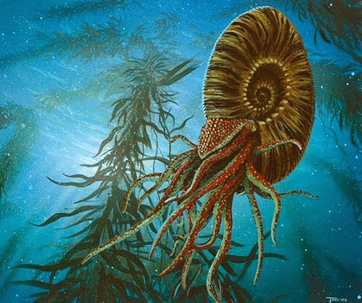 Mundo Pré-Histórico: Amonites (Ammonoidea)