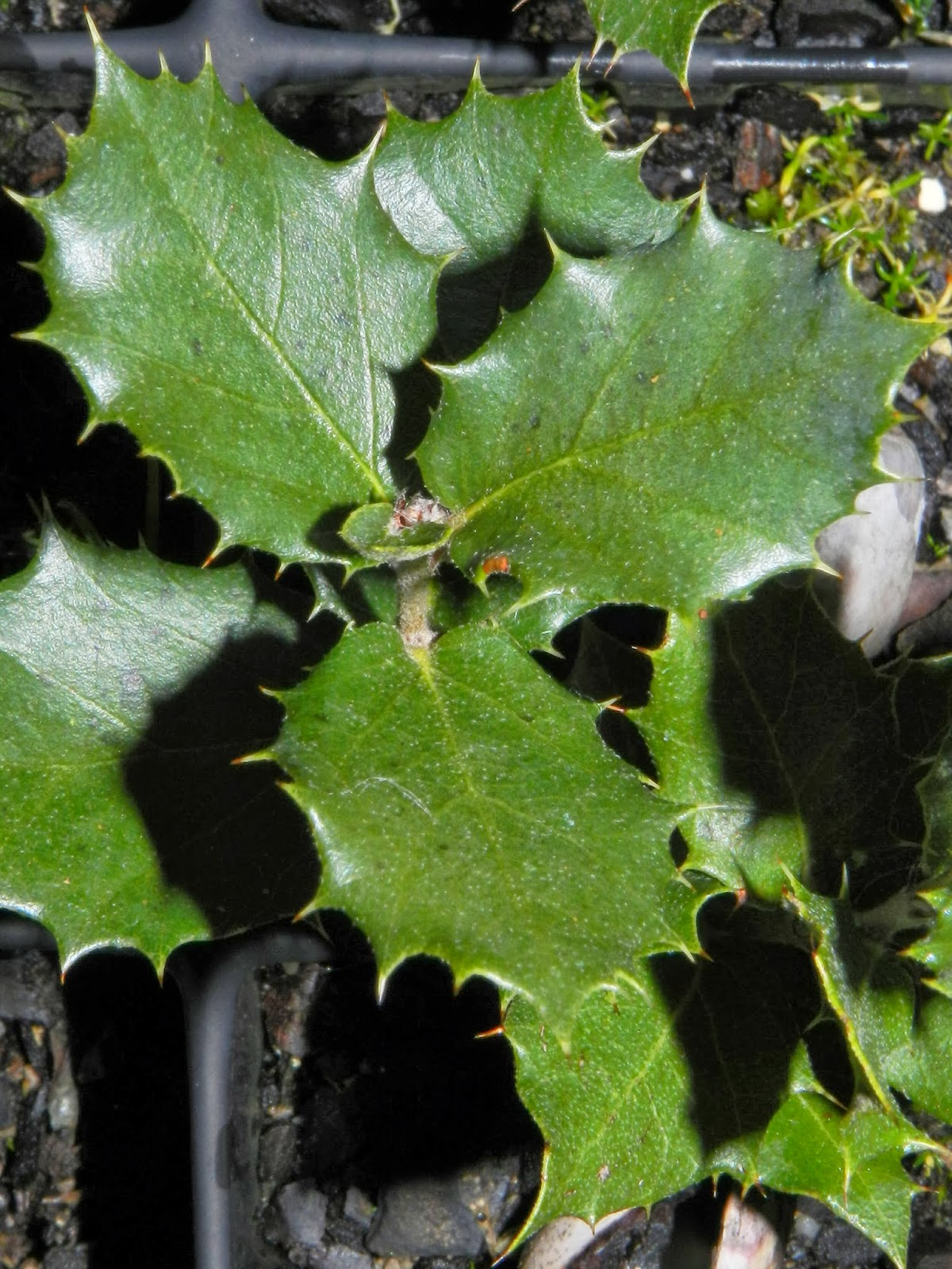 Recursos medioambientales: La Bellota, algo más que un fruto