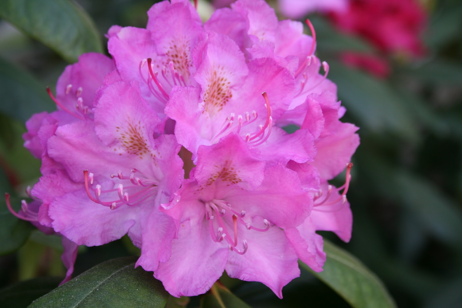 GARDEN STORIES: RODODENDRAI IR Co