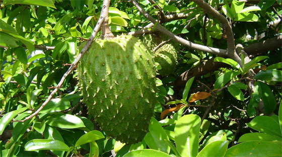 Majani ya mstafeli ni dawa bora ya saratani ya tezi dume