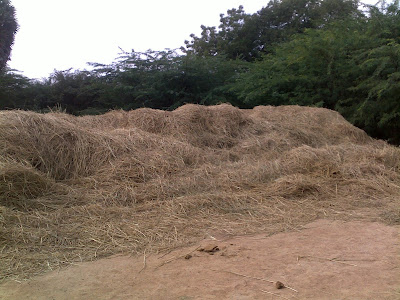 Techie2Aggie: Making some in-house organic Manure: Paddy Waste