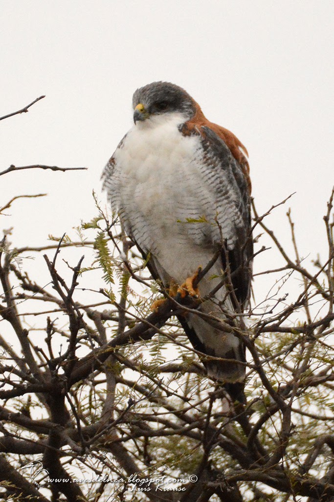 Aguilucho común (Red-backed Hawk) Geranoaetus polyosoma | Focusing on ...