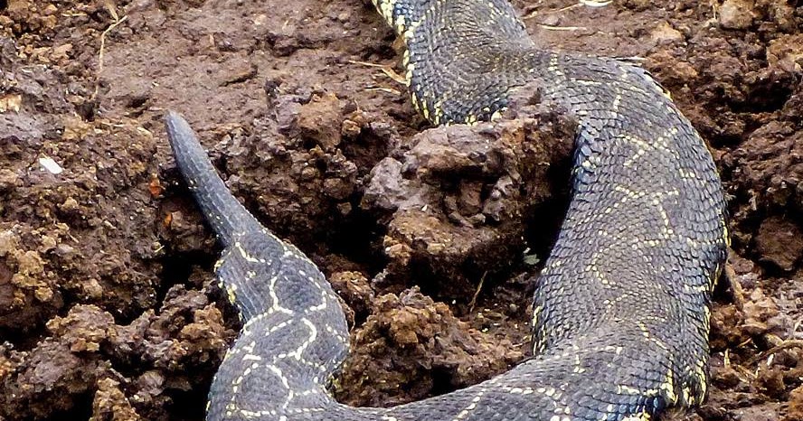 Life is short, but snakes are long: Even snakes have their charismatic ...