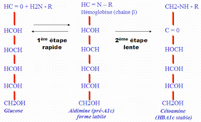 Diabetes: Hémoglobine glyquée