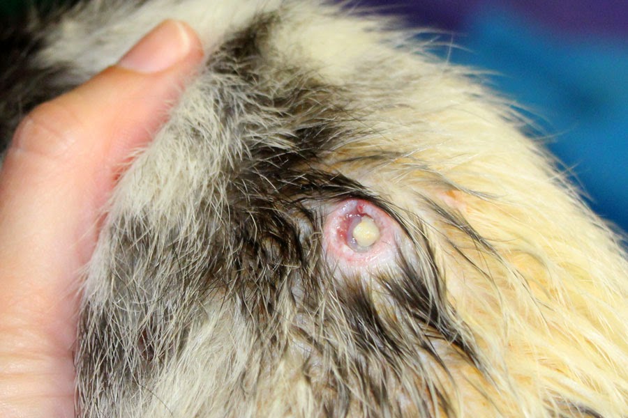 Ratropolis: Skin Problems - Possible Cyst - for Burt