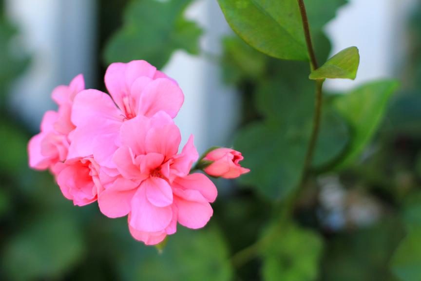 Mademoiselle Mermaid: Friday Flower Pick : Geraniums Galore