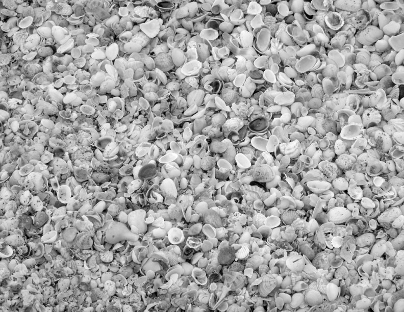 365 Projects: Sea Shells On The Beach - Texture Photograph
