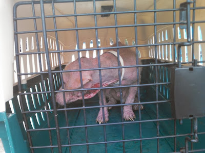 Four legged friends (and enemies): Napier's Animal Sanctuary: 300 ...