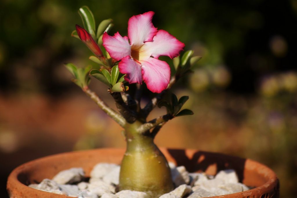 Adenium multiflorum care and culture | Travaldo's blog