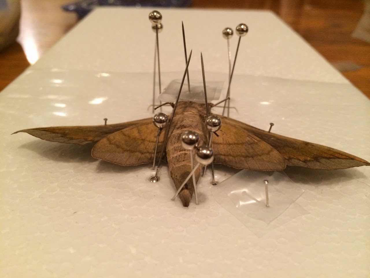 Insect Ecology at JMU: Insect Pinning and Preservation