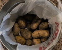 Must Run in the Family: Poop the Potato